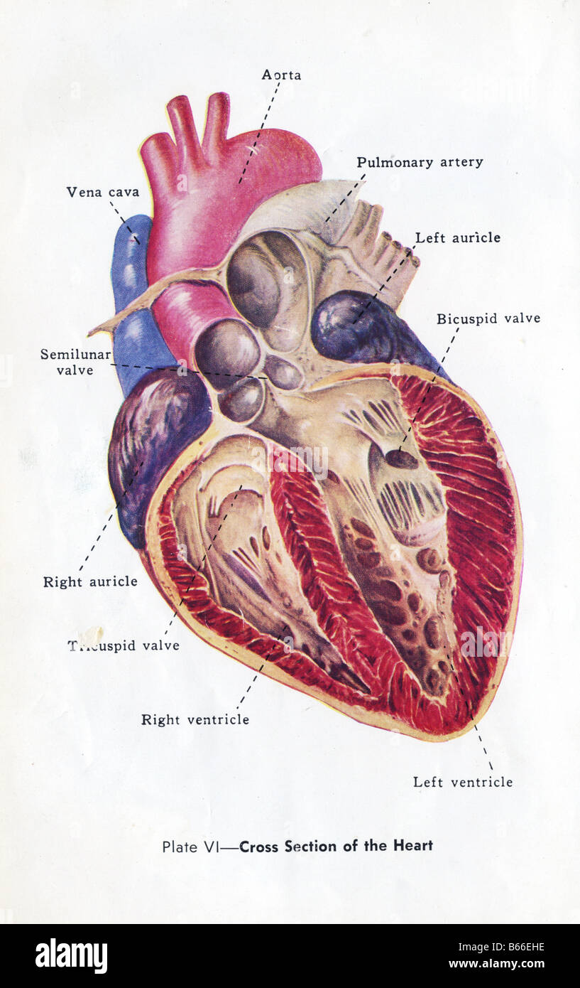 1940 diagram of a human heart Stock Photo - Alamy