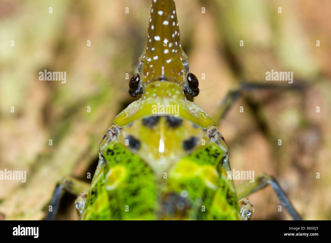 Weird insects hi-res stock photography and images - Alamy