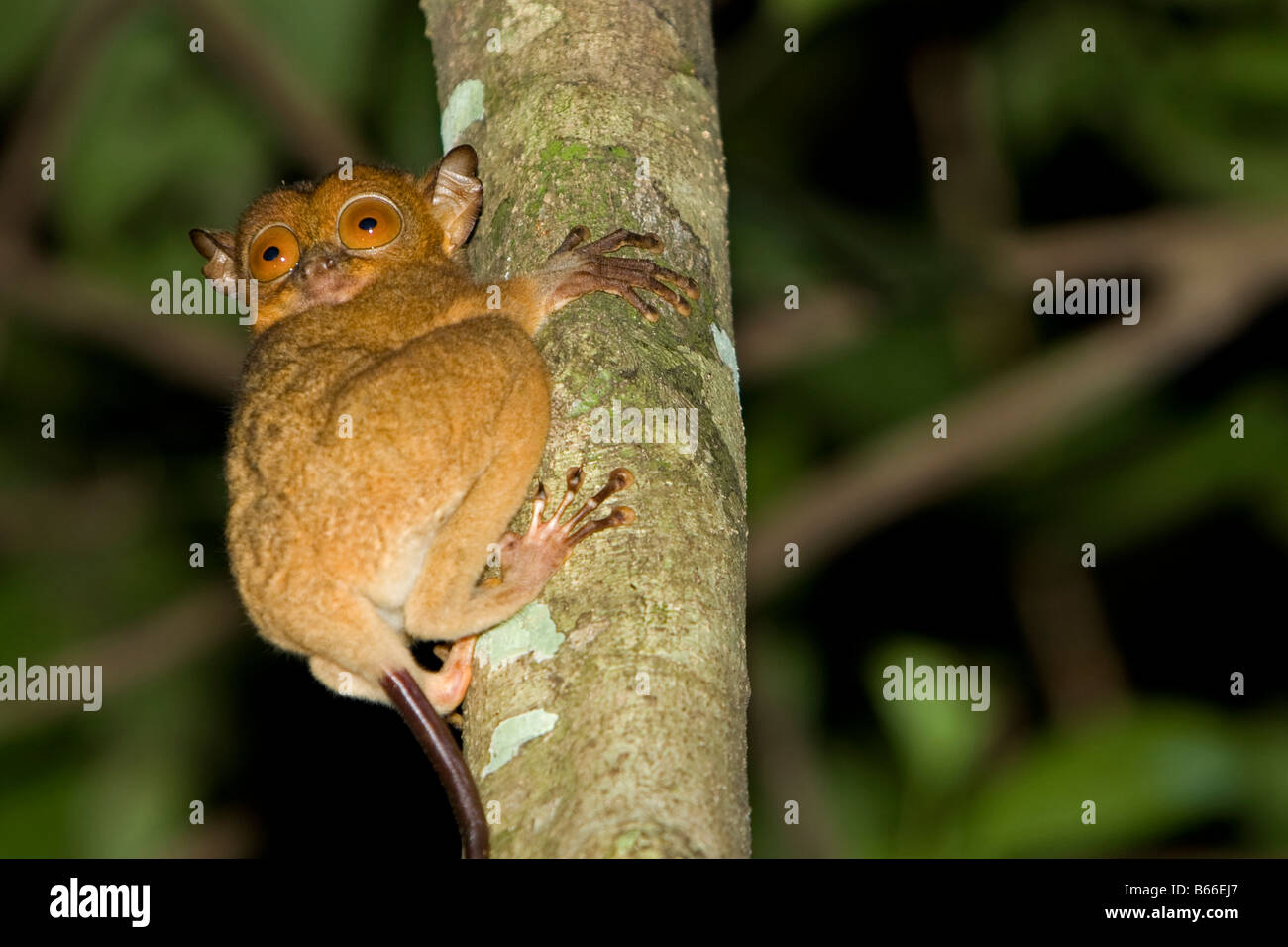 Western Tarsier (Tarsius bancanus) - Kinabatangang River, Sabah, Borneo ...