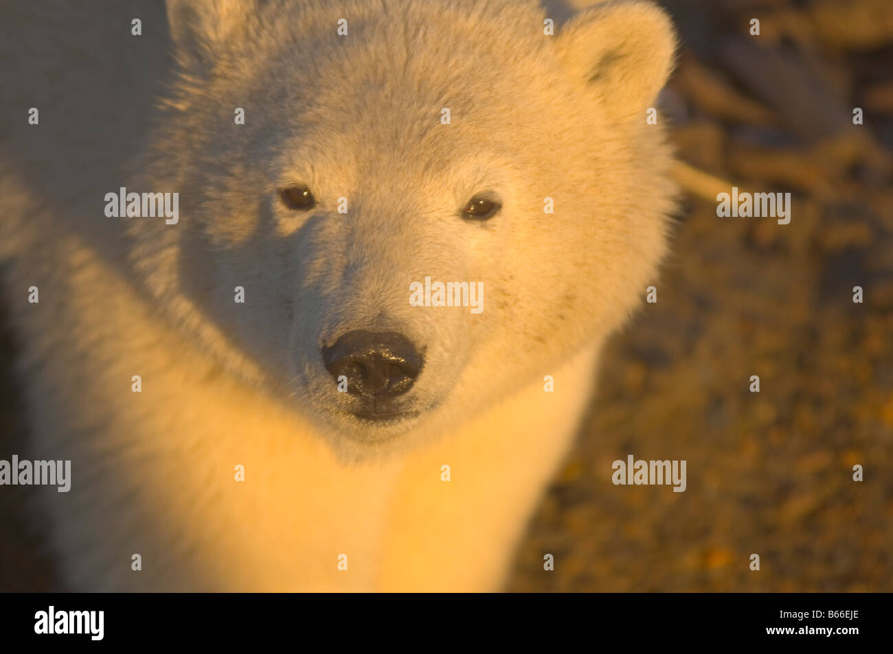 polar bear Ursus maritimus cub in sunset light profile along Bernard ...
