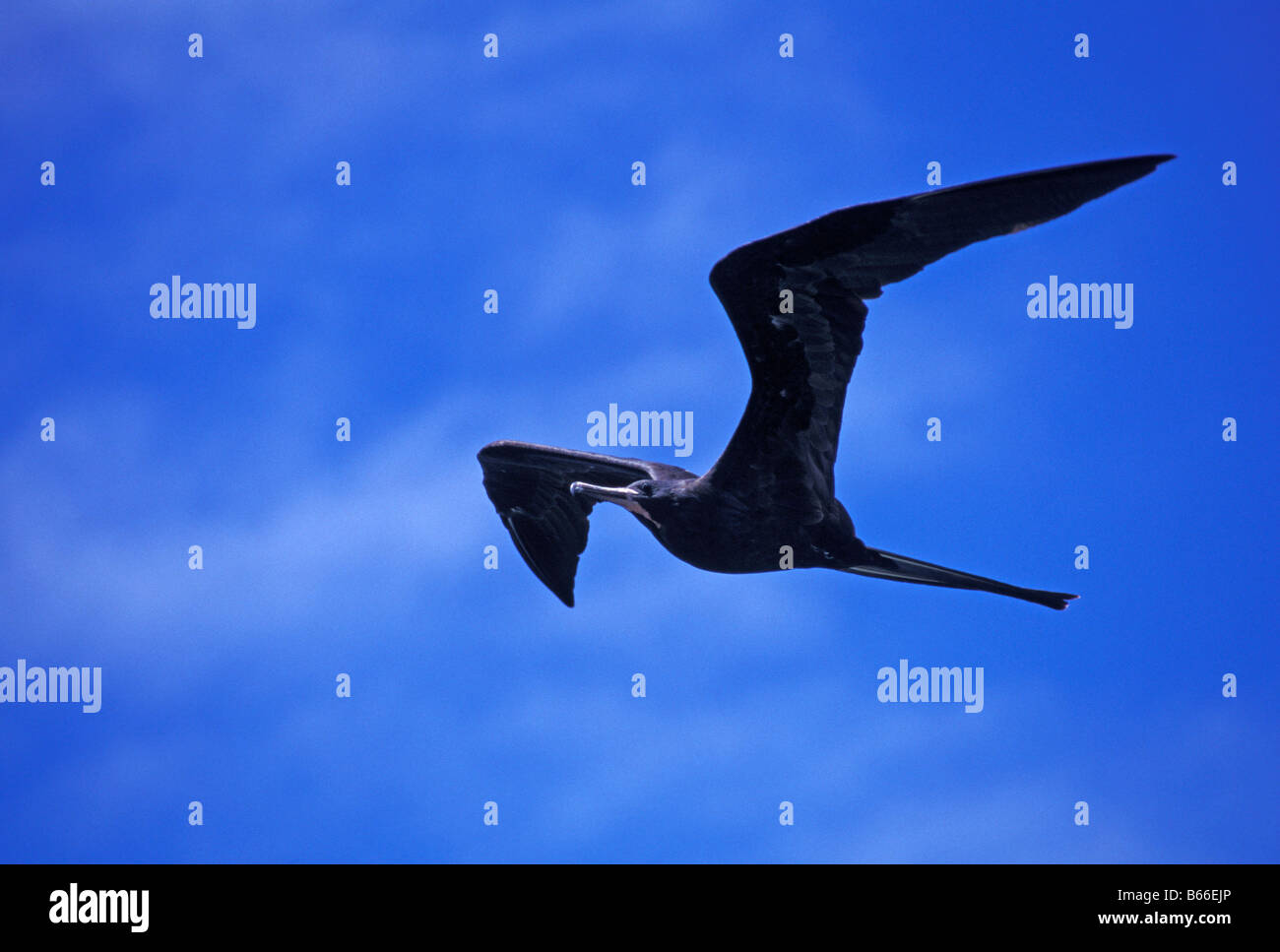 Great frigate bird in flight Stock Photo - Alamy