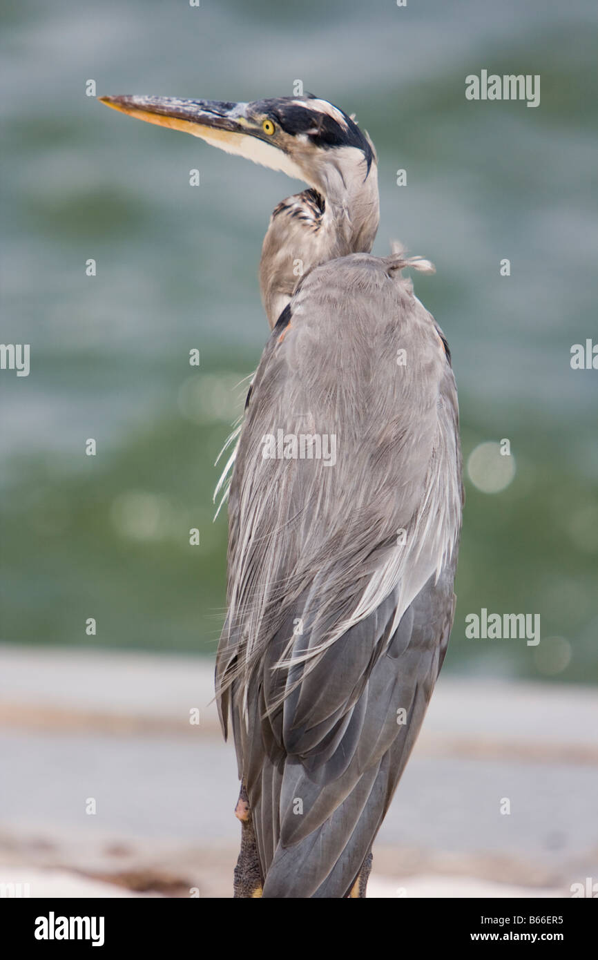 Great blue heron at the ocean view from behind Stock Photo - Alamy