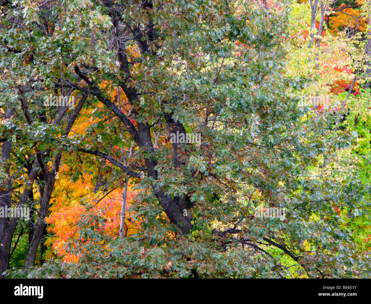 Fall color, Michigan Stock Photo - Alamy