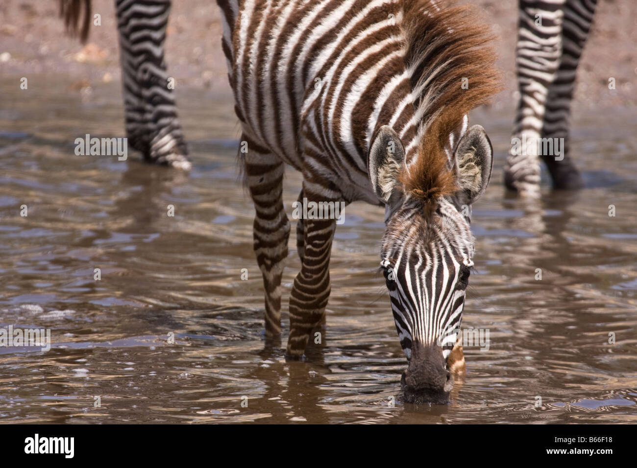 Zebra calf hi-res stock photography and images - Alamy