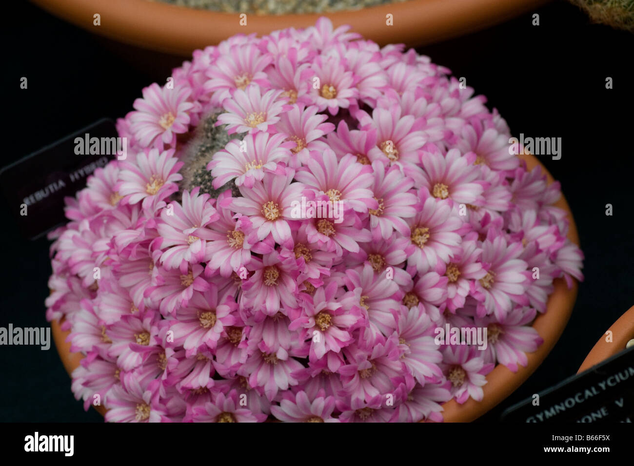 Rebutia hybrid hi-res stock photography and images - Alamy
