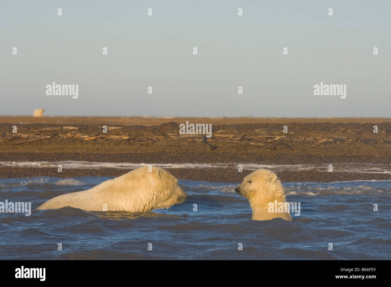 polar bears Ursus maritimus sow with spring cub stranded playing in ...