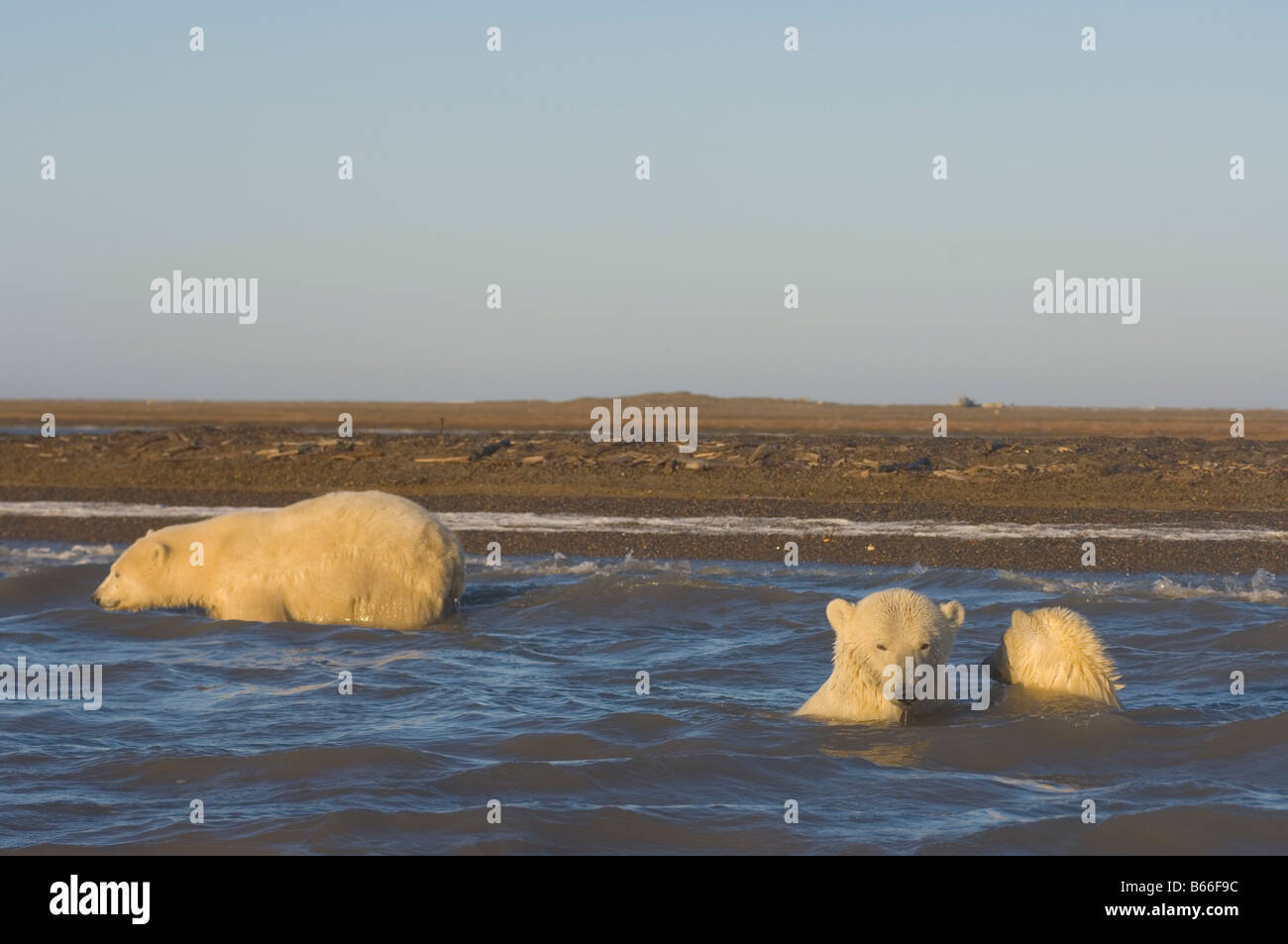 polar bear Ursus maritimus sow with spring cubs playing in water ...