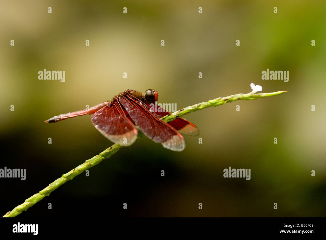 Dragonfly (Neurothemis spp) - Borneo, Malaysia Stock Photo - Alamy
