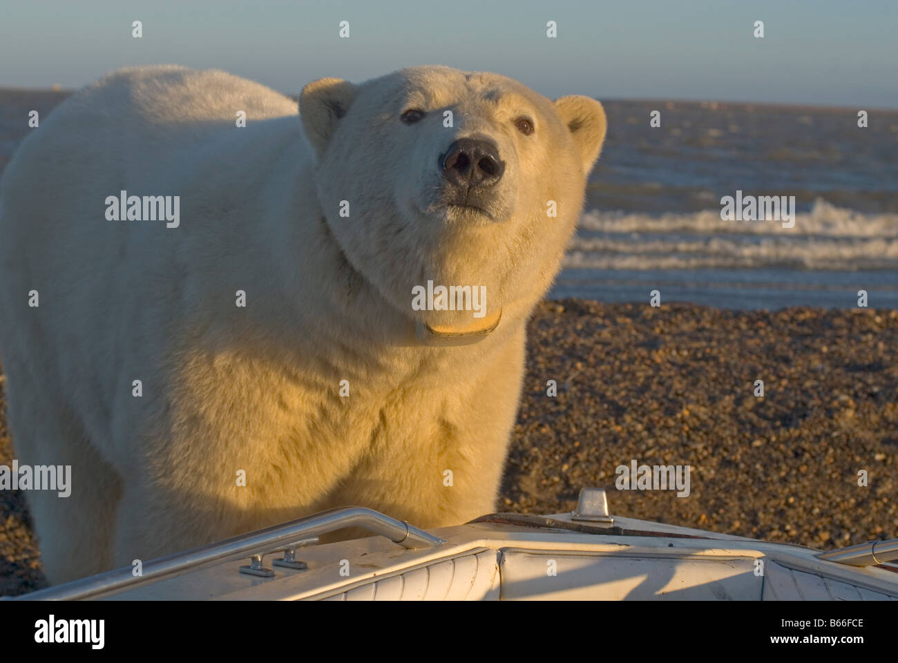 polar bear Ursus maritimus radio collared sow curiously checks out a ...