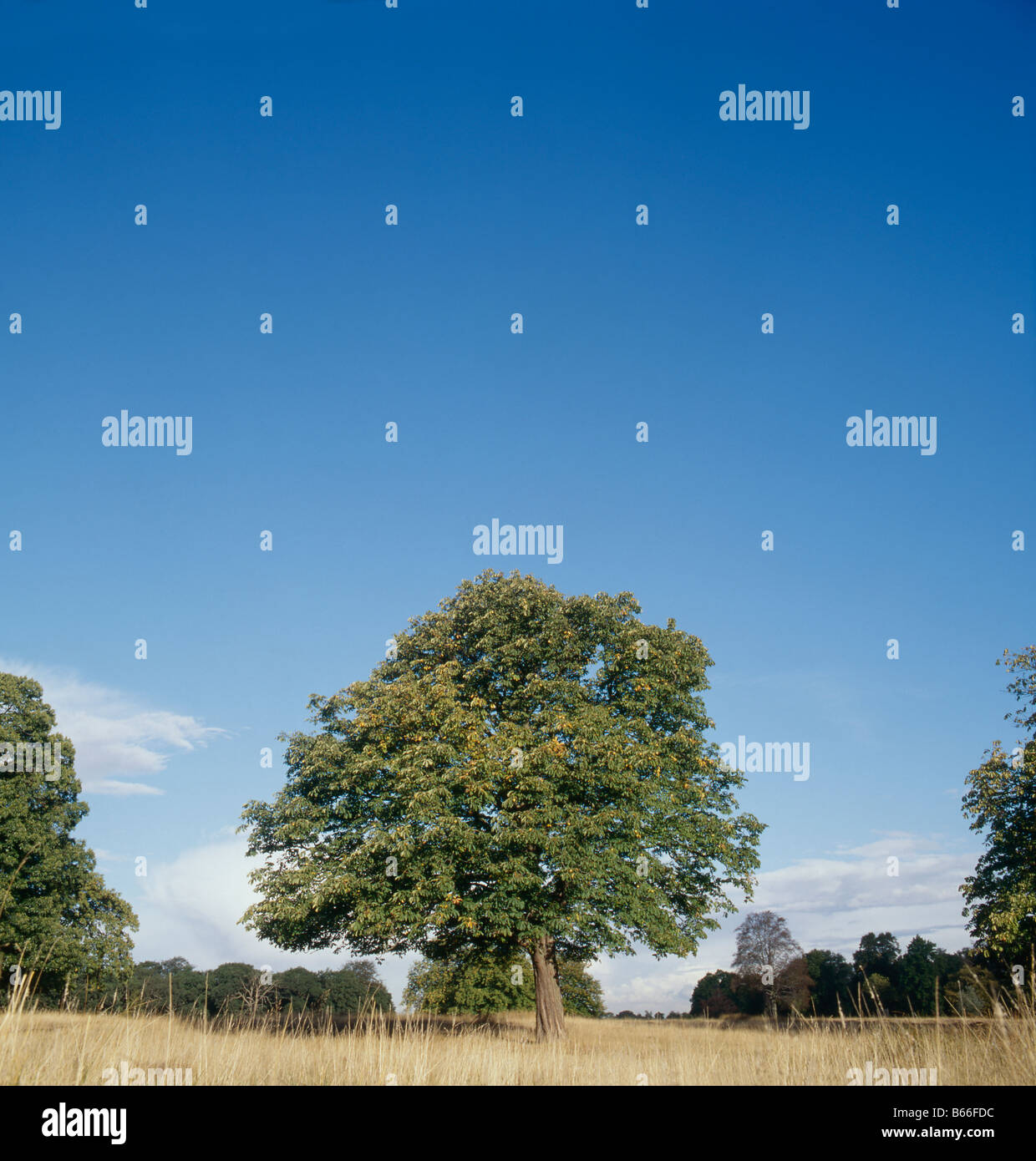 Lonely tree in blue hi-res stock photography and images - Alamy