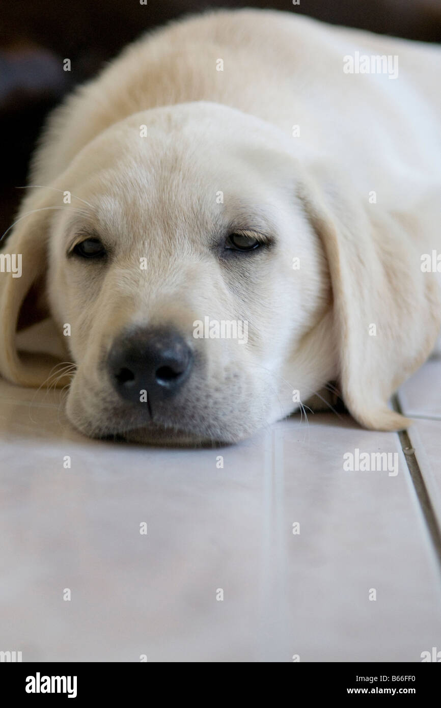 Labrador asleep hi-res stock photography and images - Alamy