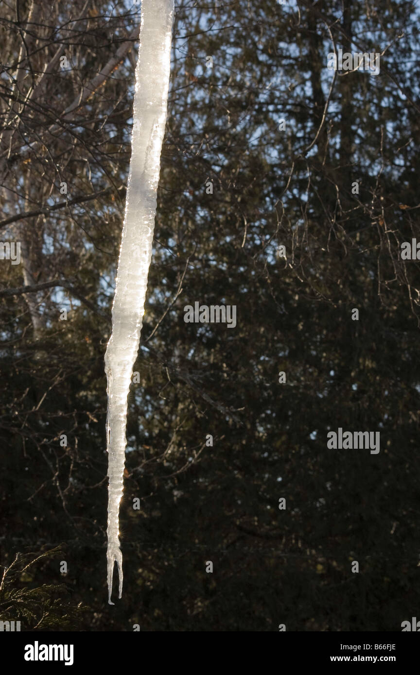 Icicle trees hi-res stock photography and images - Alamy