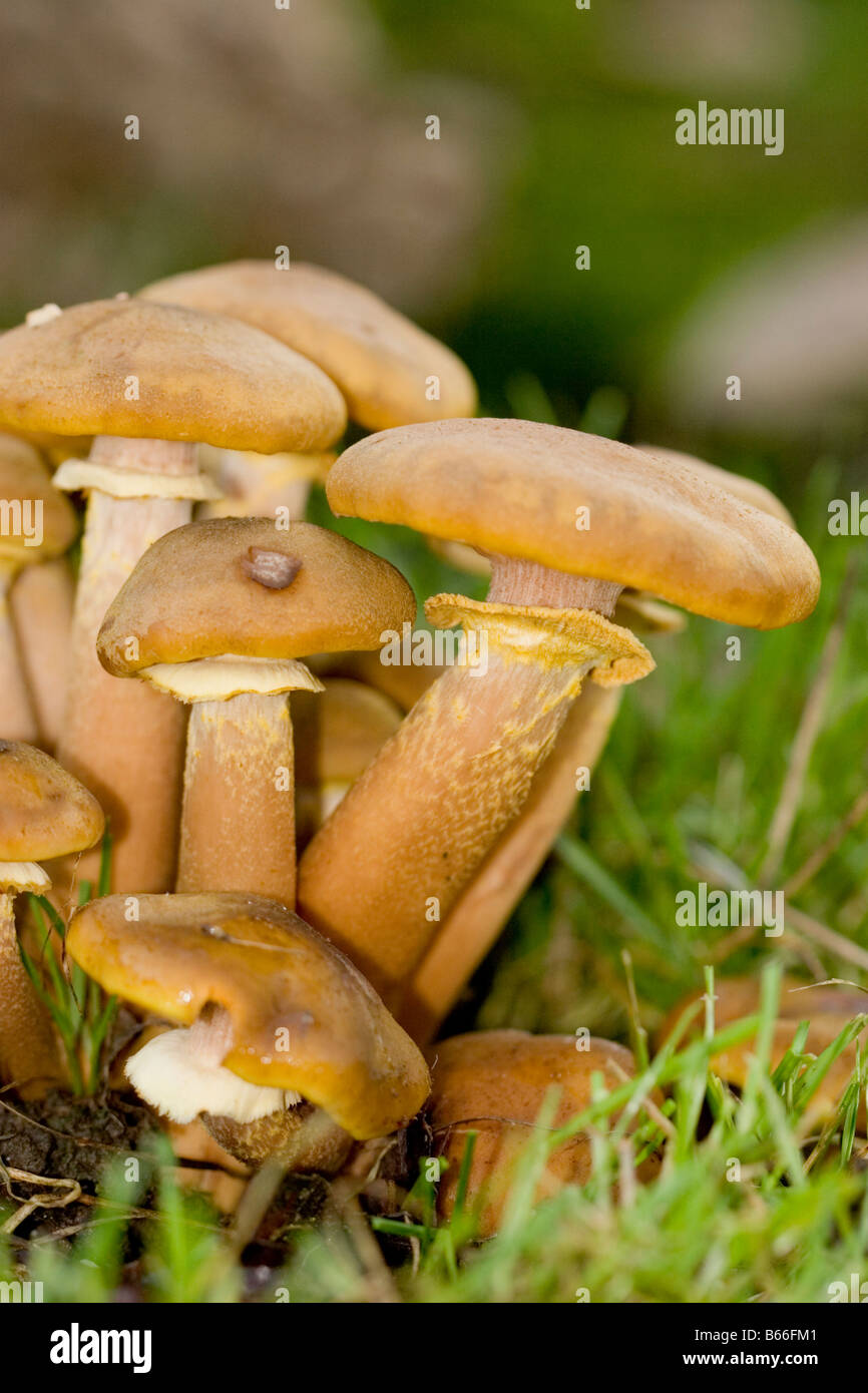 toadstool mushroom fungus fungi Stock Photo - Alamy