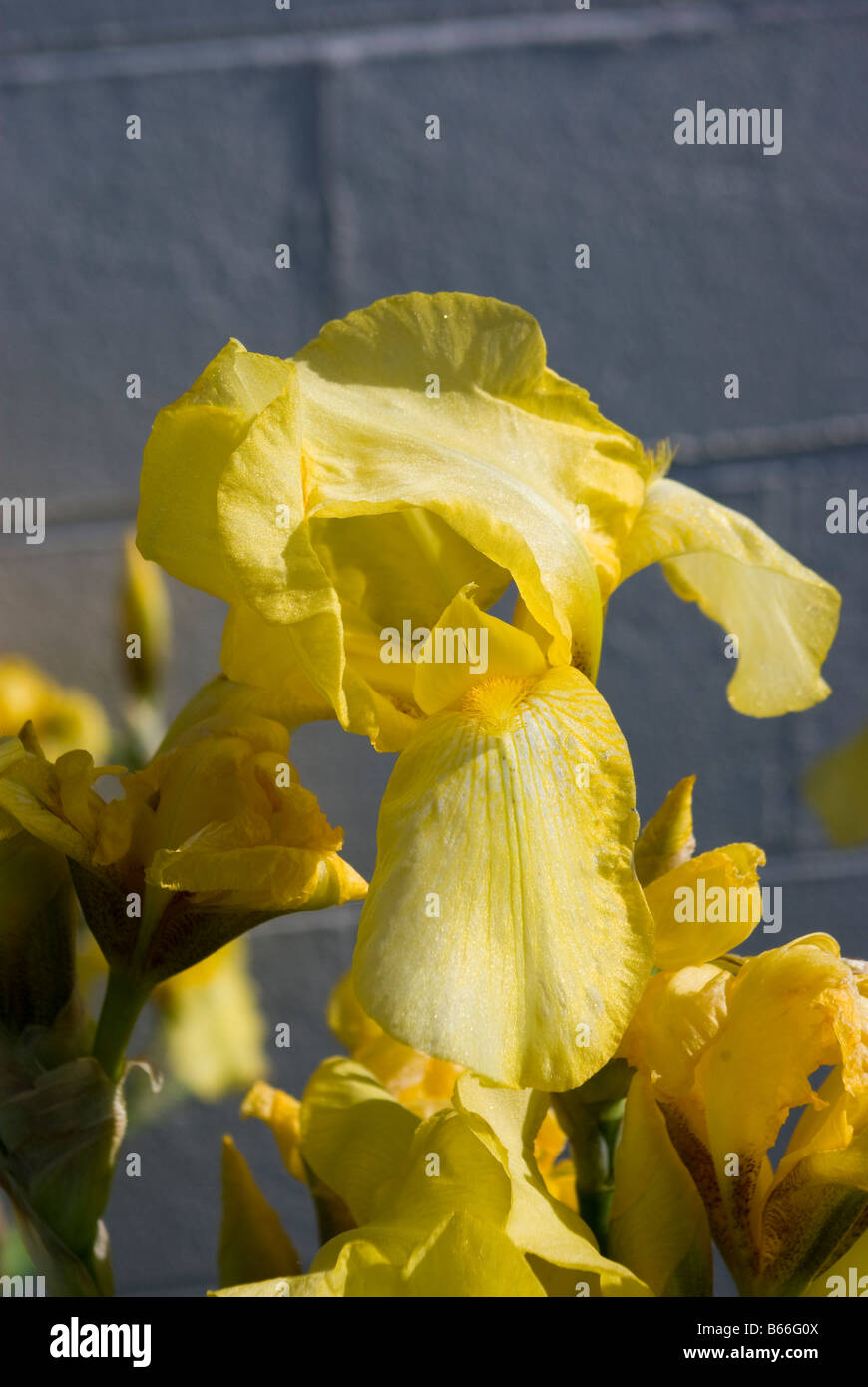 A yellow bearded iris blooms among other dying blooms Stock Photo - Alamy