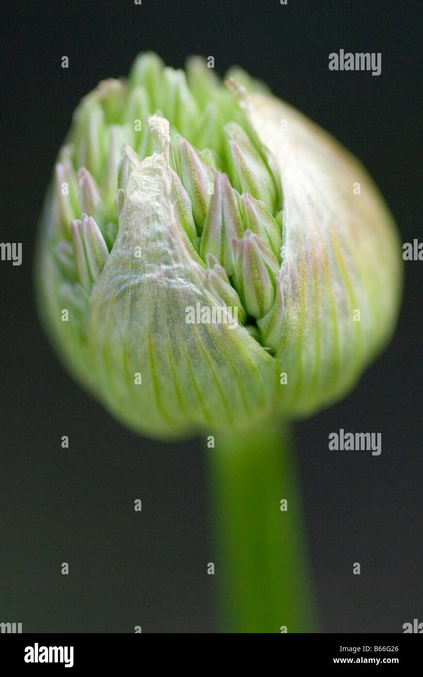Allium bud beginning to open Stock Photo - Alamy