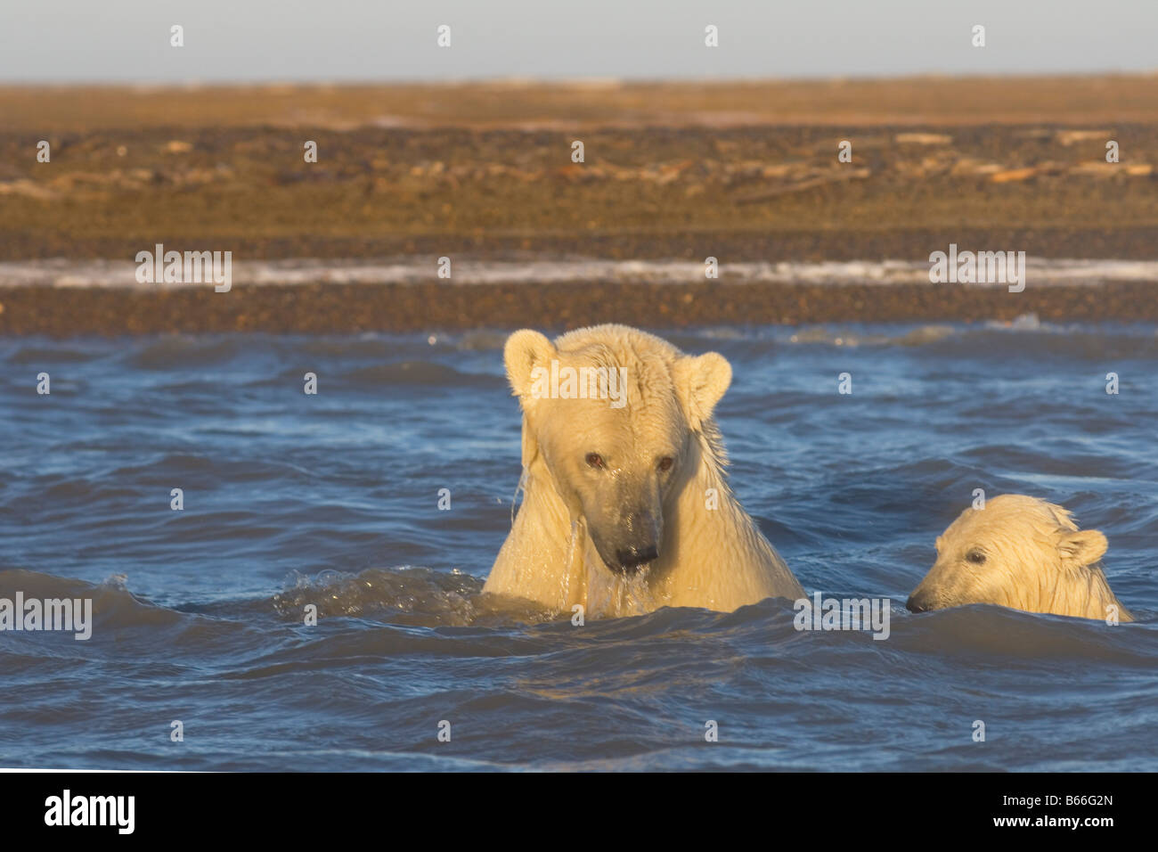 polar bears Ursus maritimus sow with spring cub stranded playing in ...