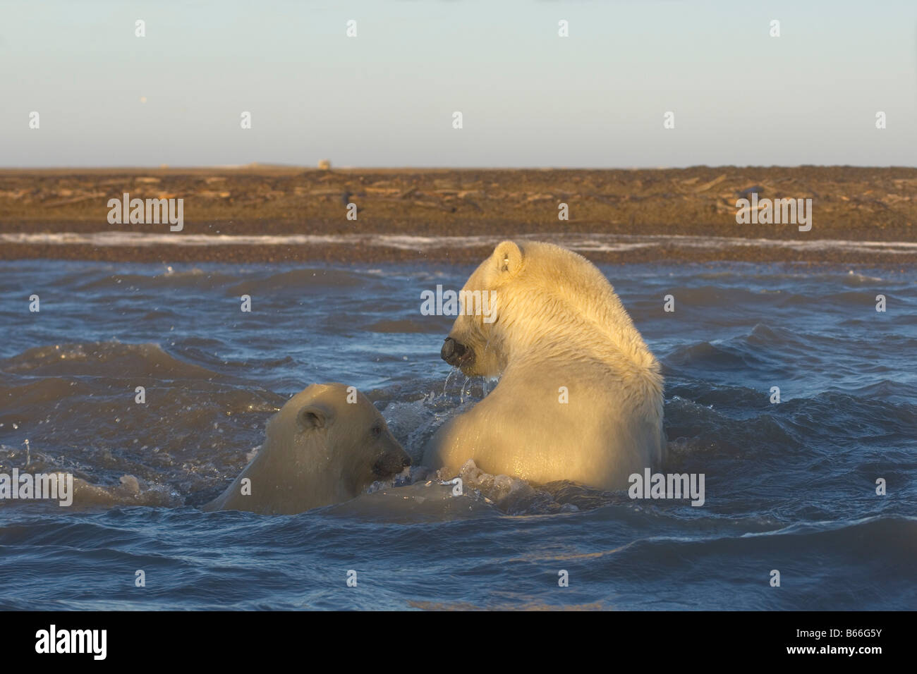 polar bears Ursus maritimus sow with spring cub curiously check out the ...