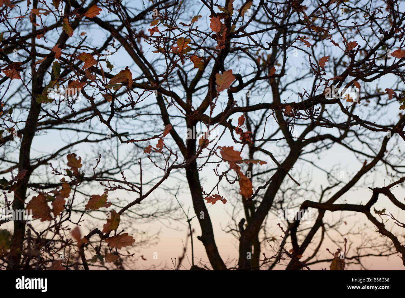 last leaves winter tree sky branches sunset cold Stock Photo - Alamy
