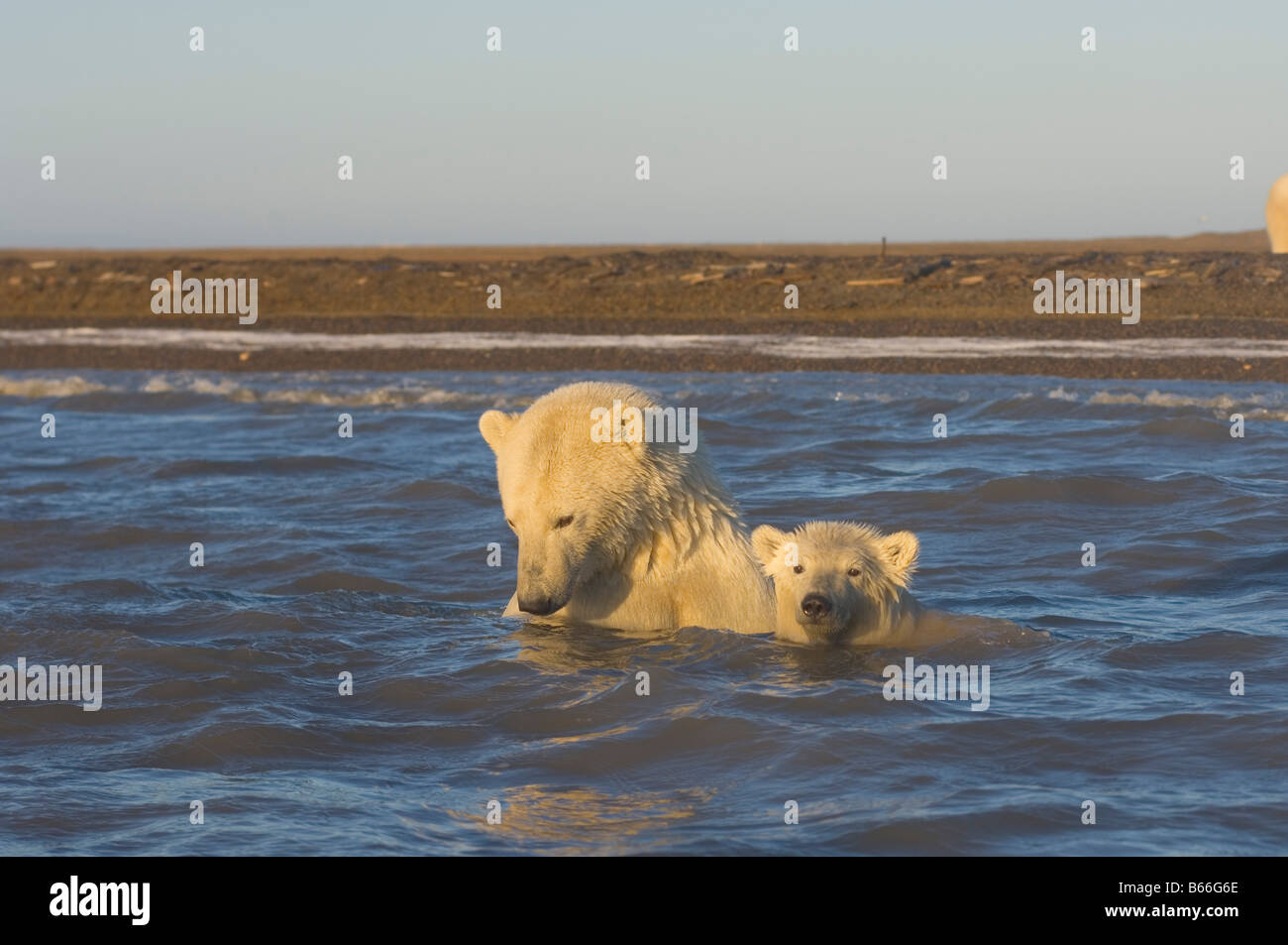 polar bears Ursus maritimus sow with spring cub curiously check out the ...