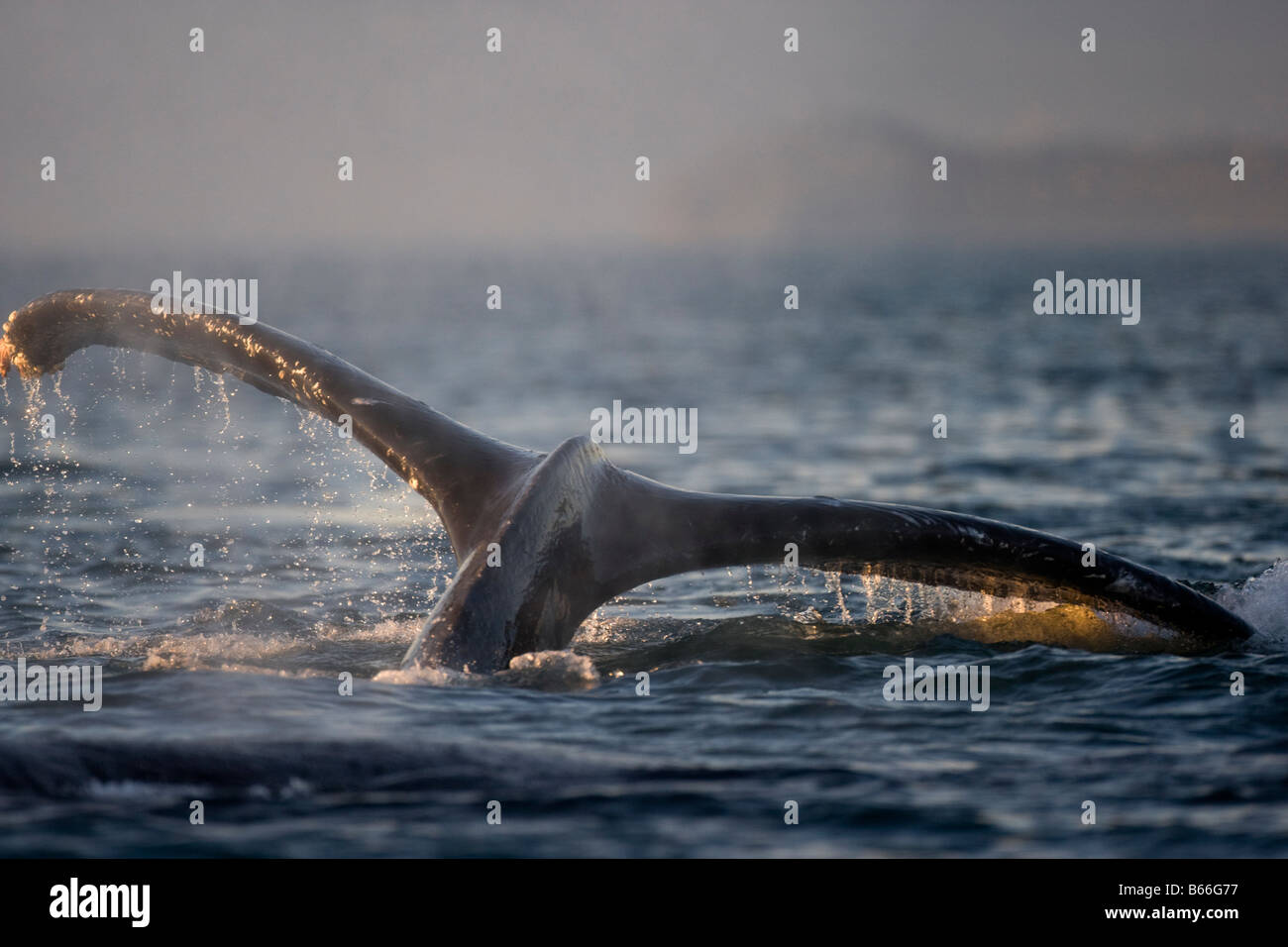 USA Alaska Humpback Whale Megaptera novaengliae raises tail while ...
