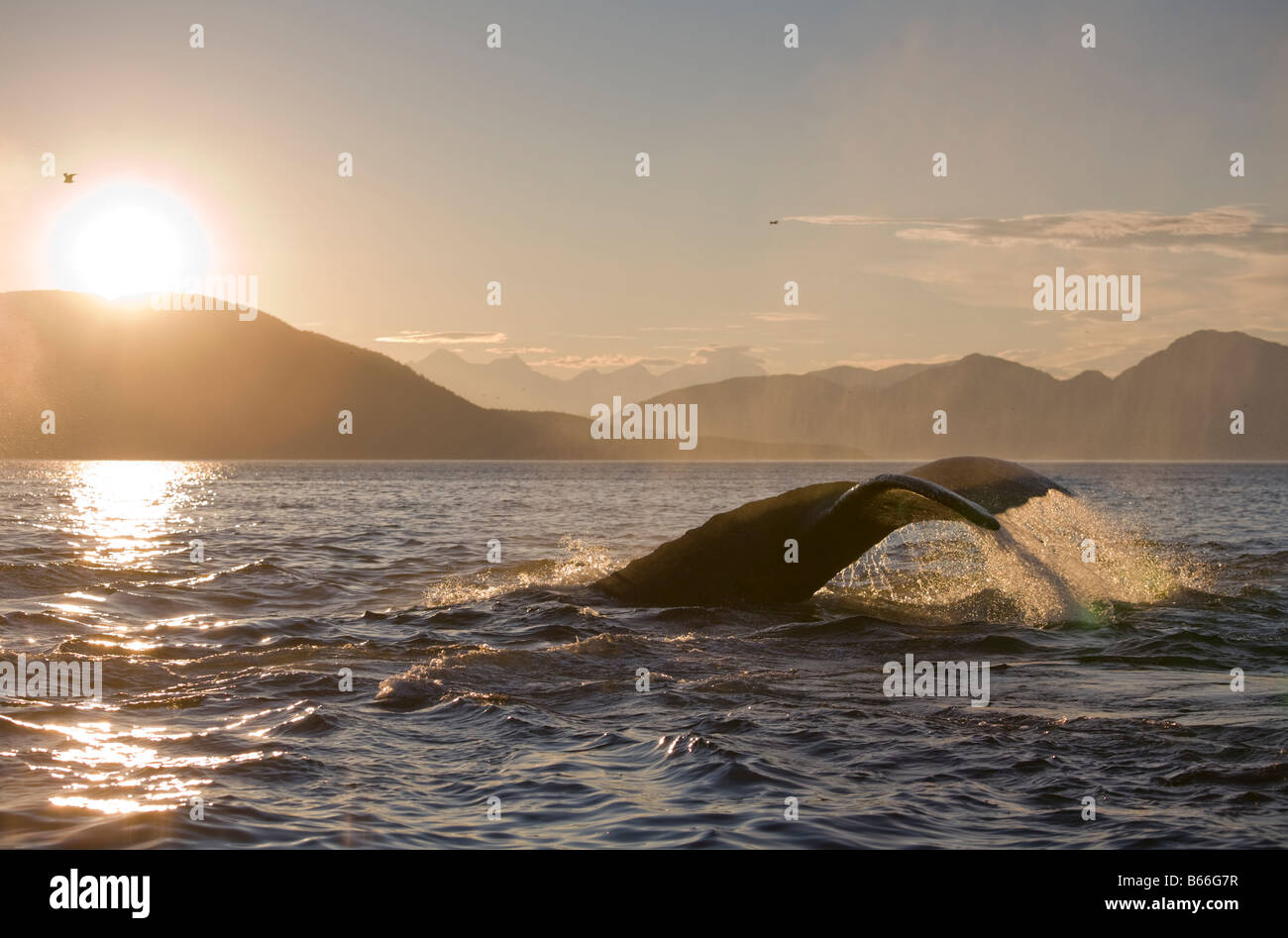 USA Alaska Humpback Whale Megaptera novaengliae raises tail while ...