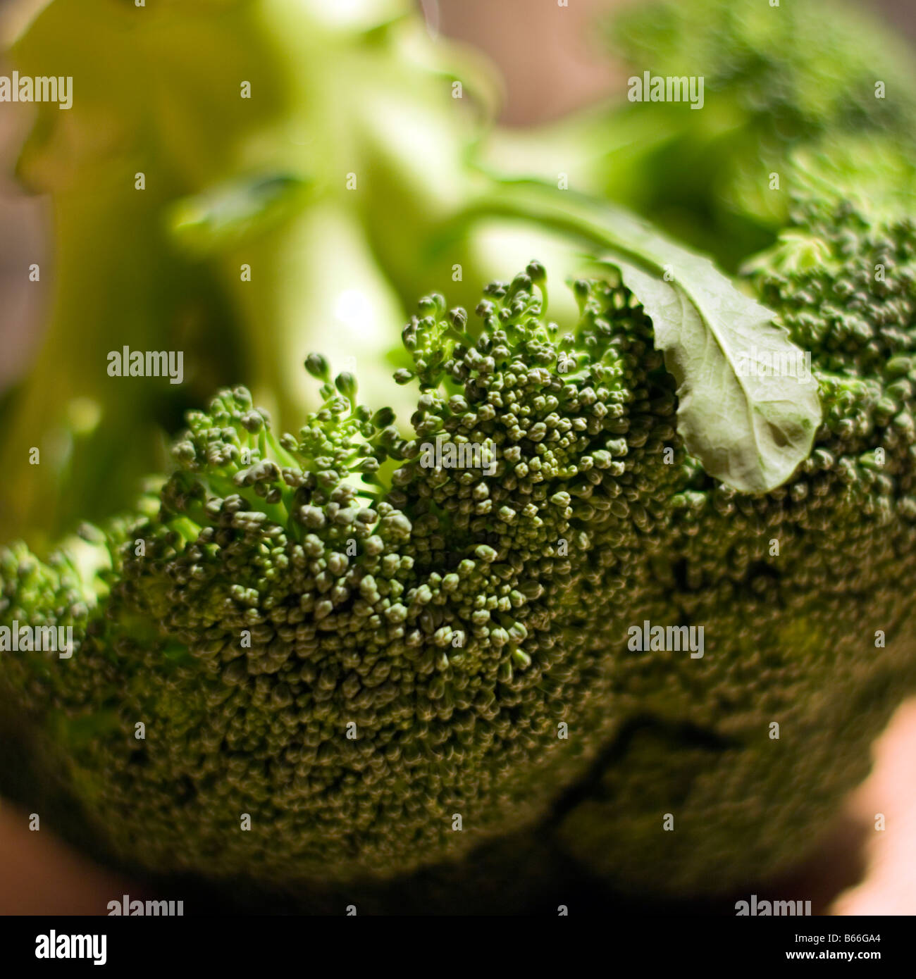 Head of Green Broccoli Stock Photo - Alamy