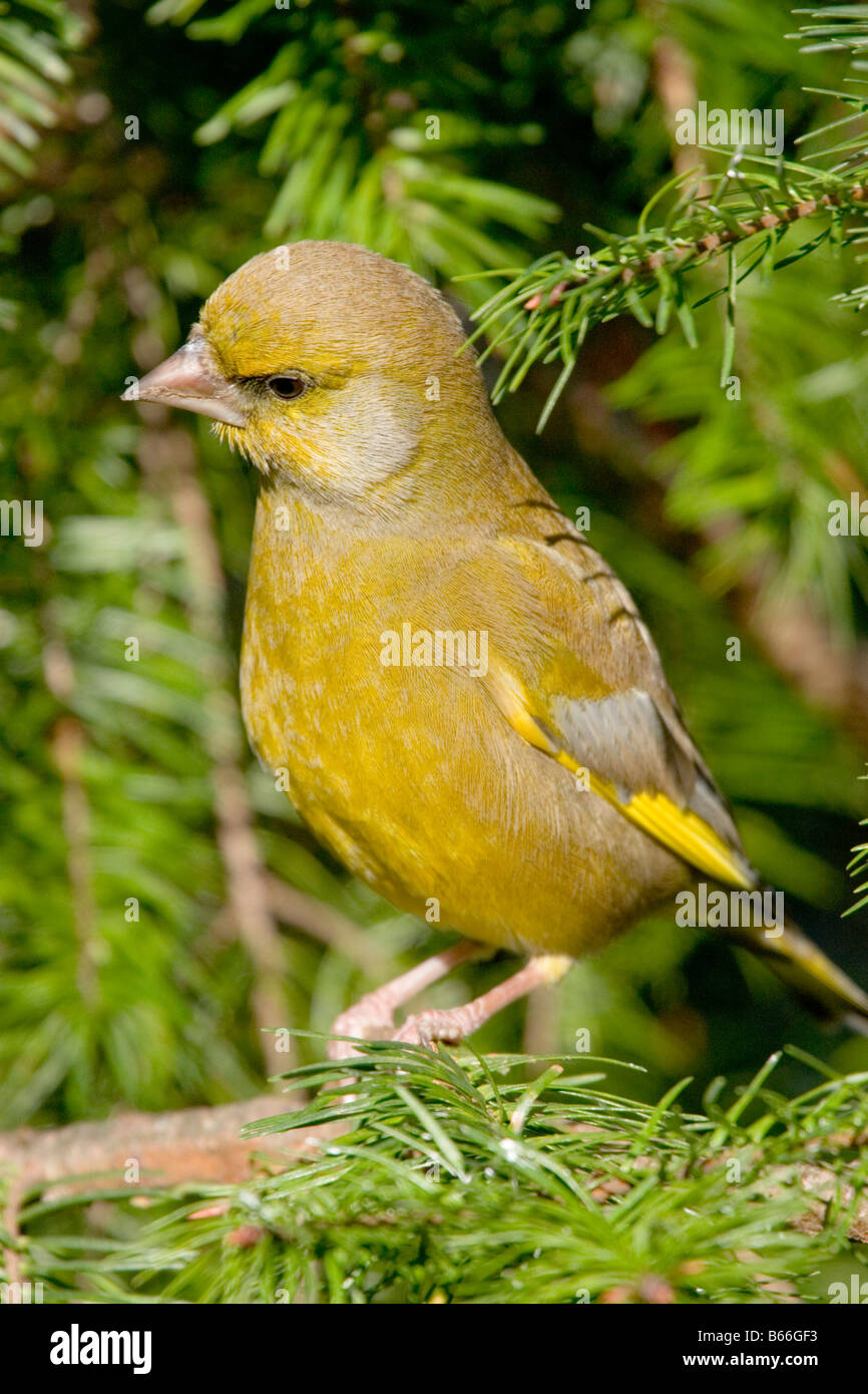 Greenfinches hi-res stock photography and images - Alamy