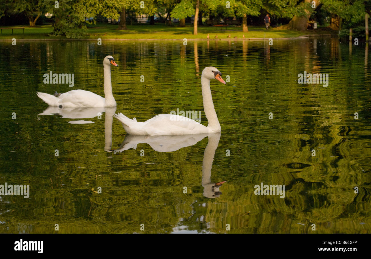 Two swan in The Lagoon of the Boston Public Gardens Stock Photo - Alamy