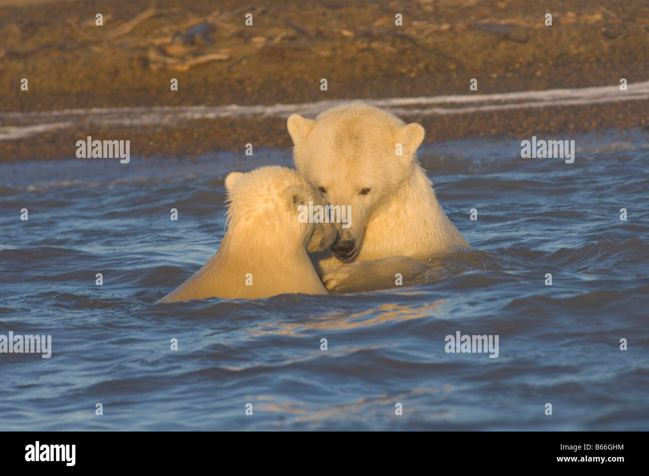 polar bears Ursus maritimus sow with spring cub stranded playing in ...