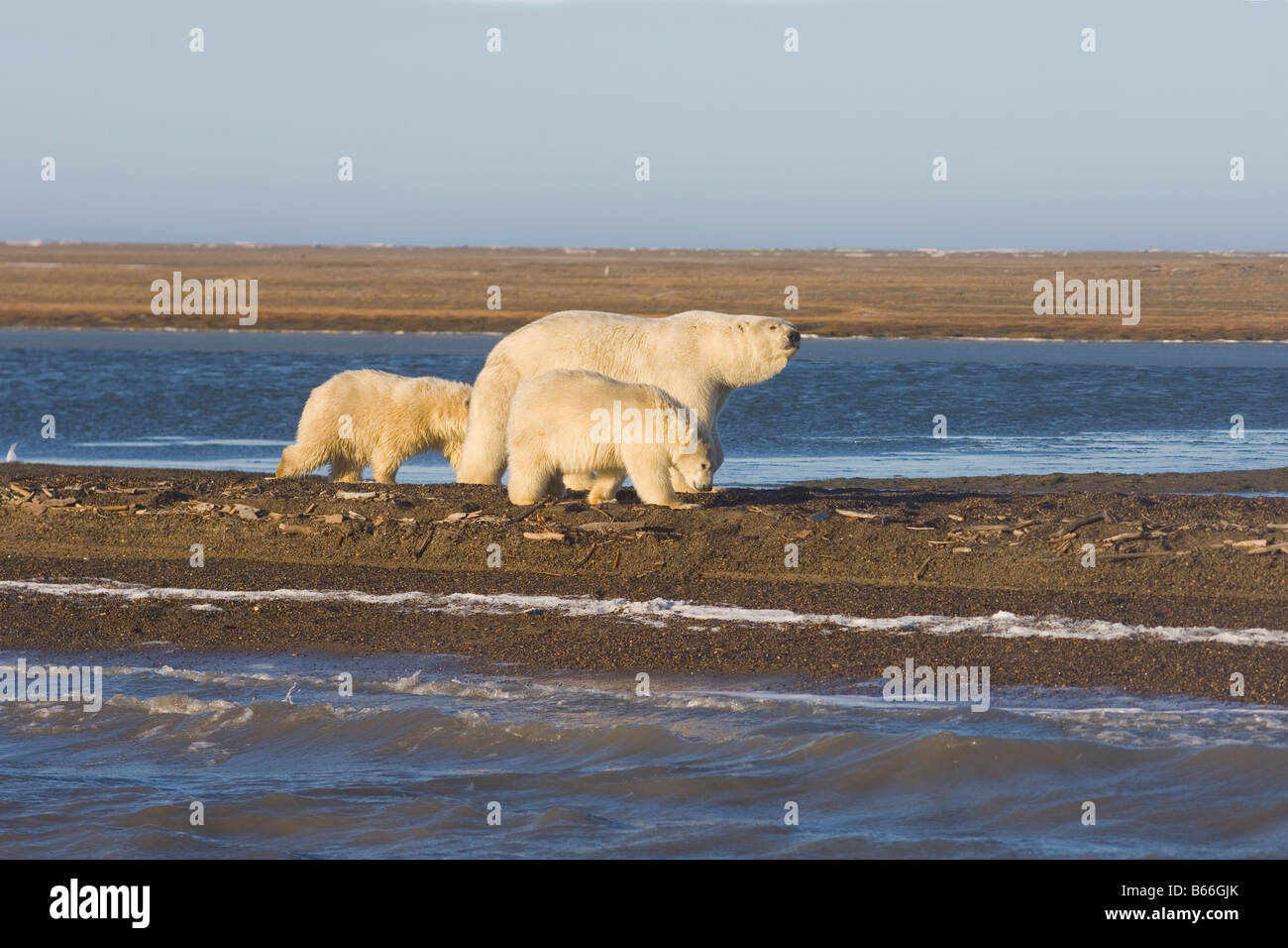 polar bear Ursus maritimus pair of spring cubs stranded along Bernard ...