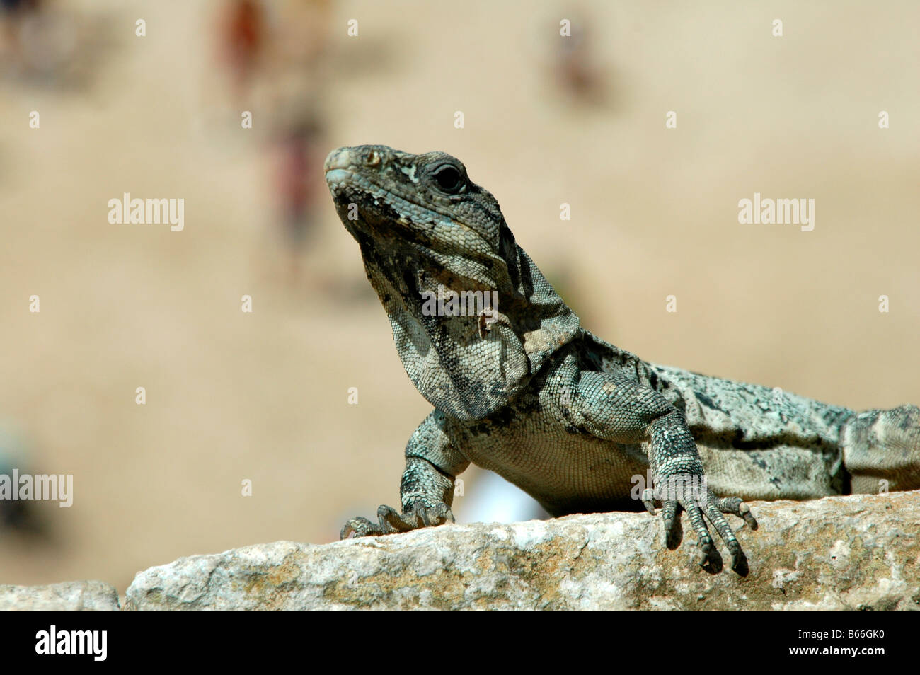 Lizard on pyramid at Chichen Itza, Chiapas, Mexico Stock Photo - Alamy