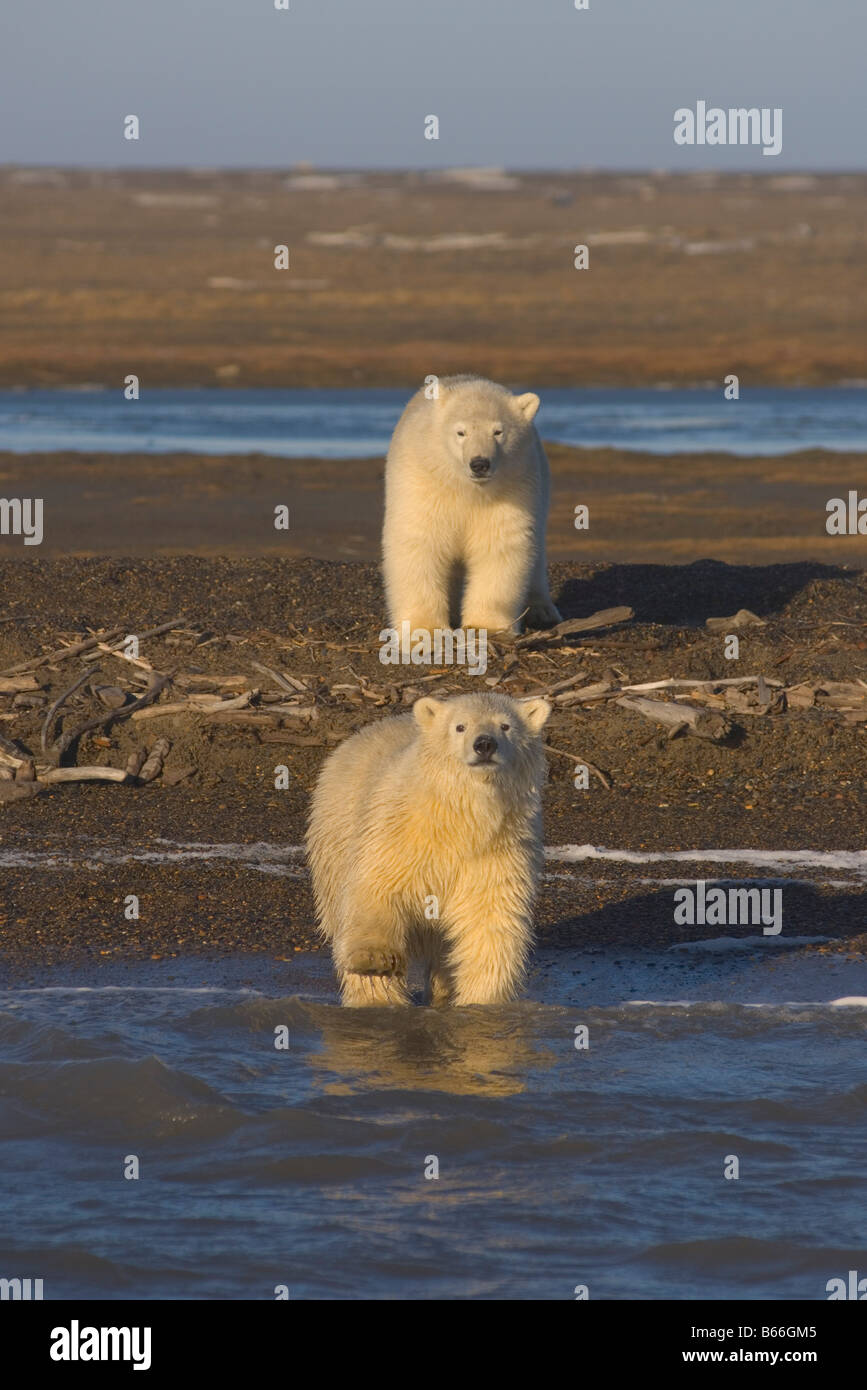 polar bear Ursus maritimus pair of spring cubs stranded along Bernard ...