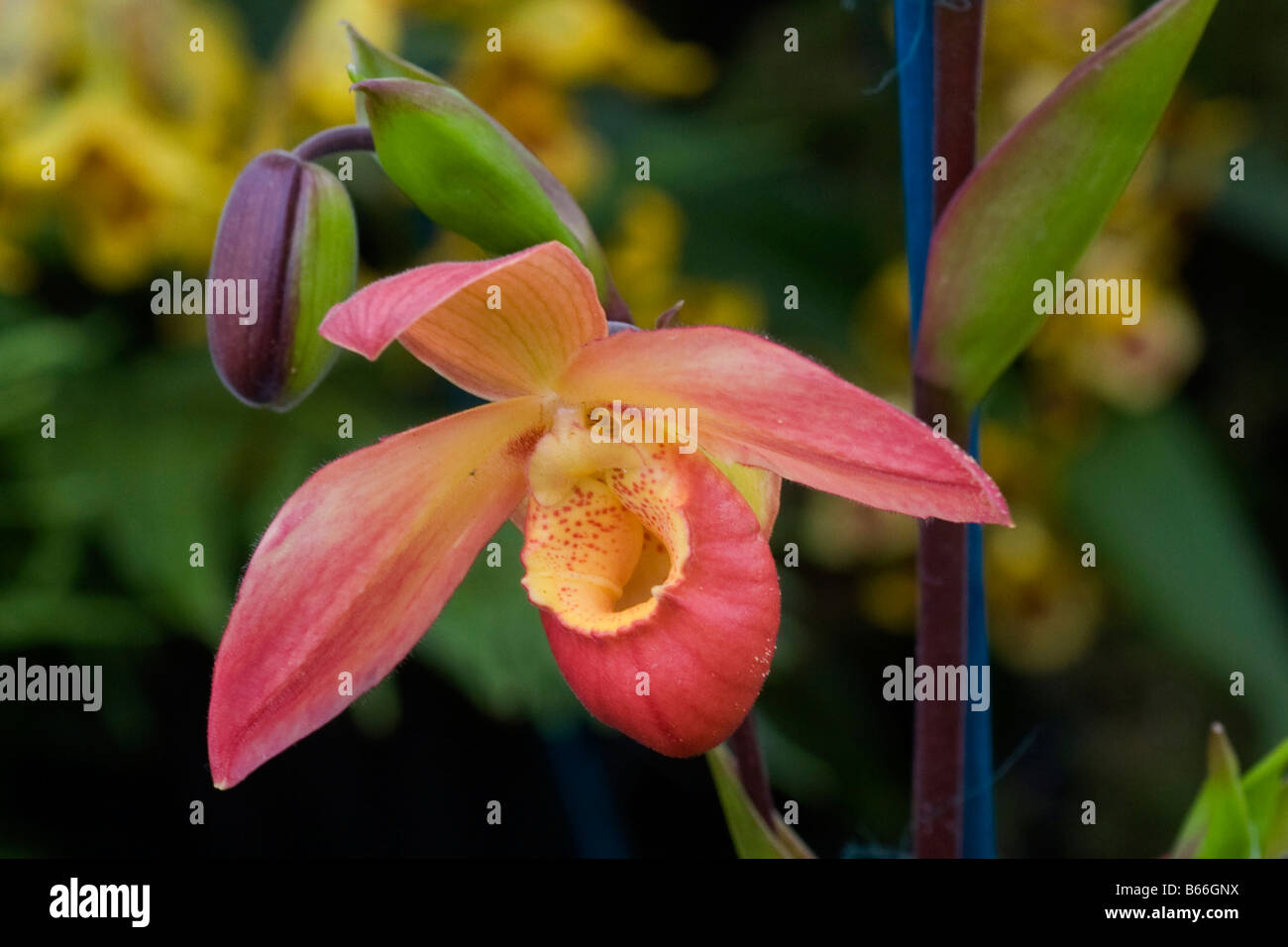 Orchid Phragmipedinm Anne Port Stock Photo - Alamy