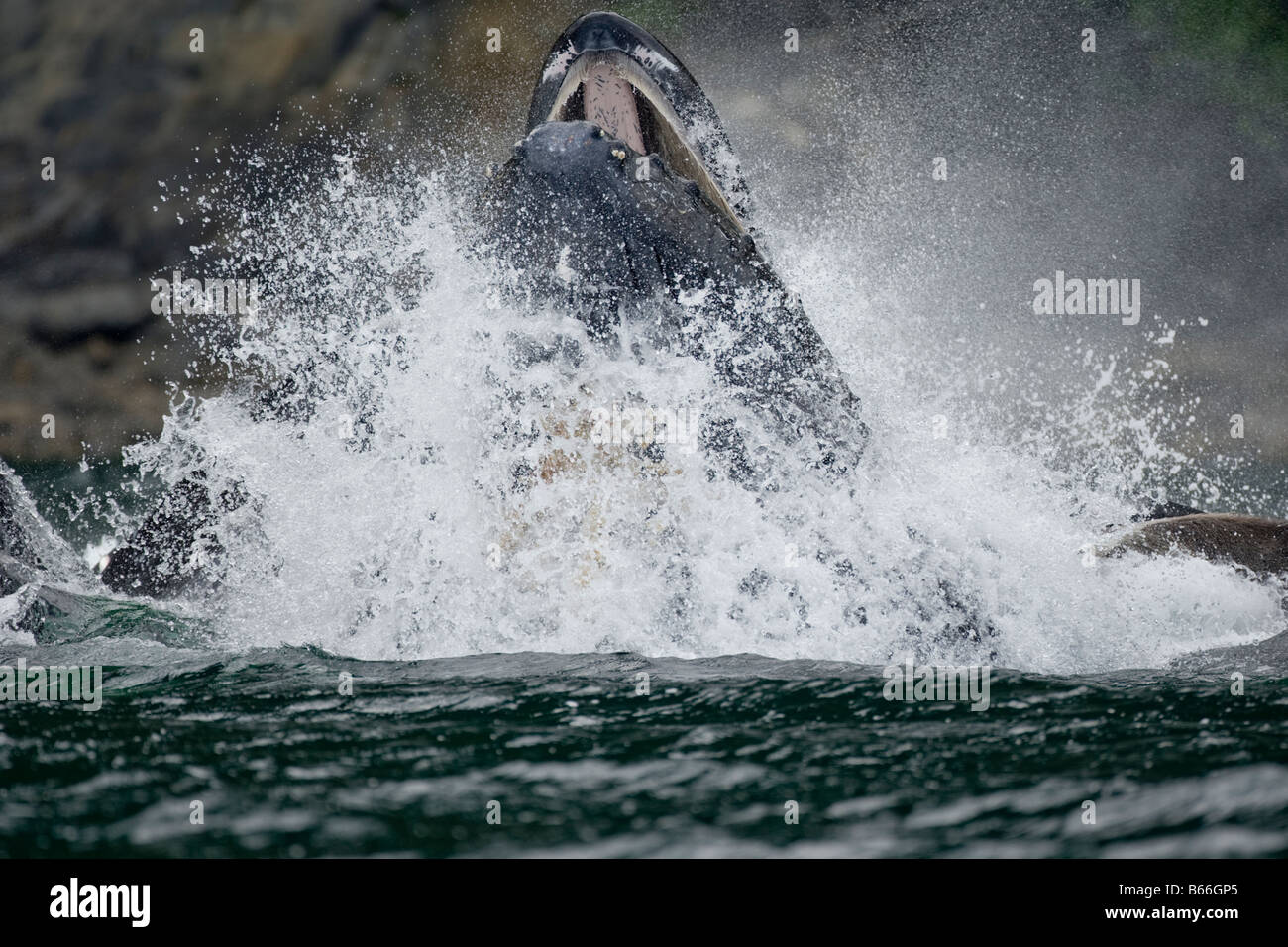 USA Alaska Angoon Humpback Whales Megaptera novaengliae open mouths as ...