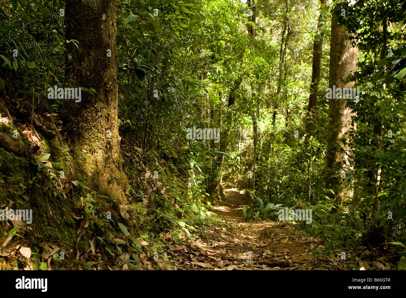 Jungle trail in Mount Kinabalu National Park - Mount Kinabalu, Borneo ...