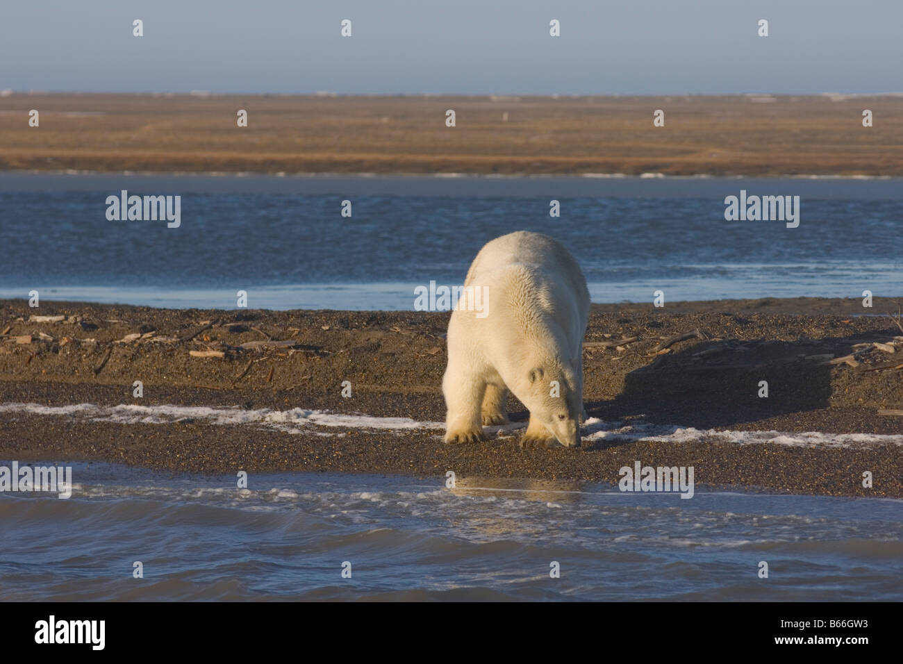 polar bear Ursus maritimus sow stranded on a sand spit looking for of ...