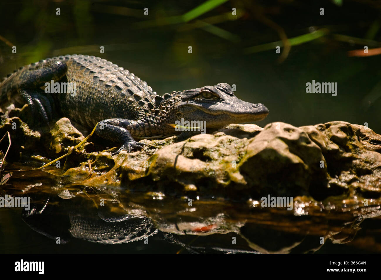 Alligator on rock hi-res stock photography and images - Alamy