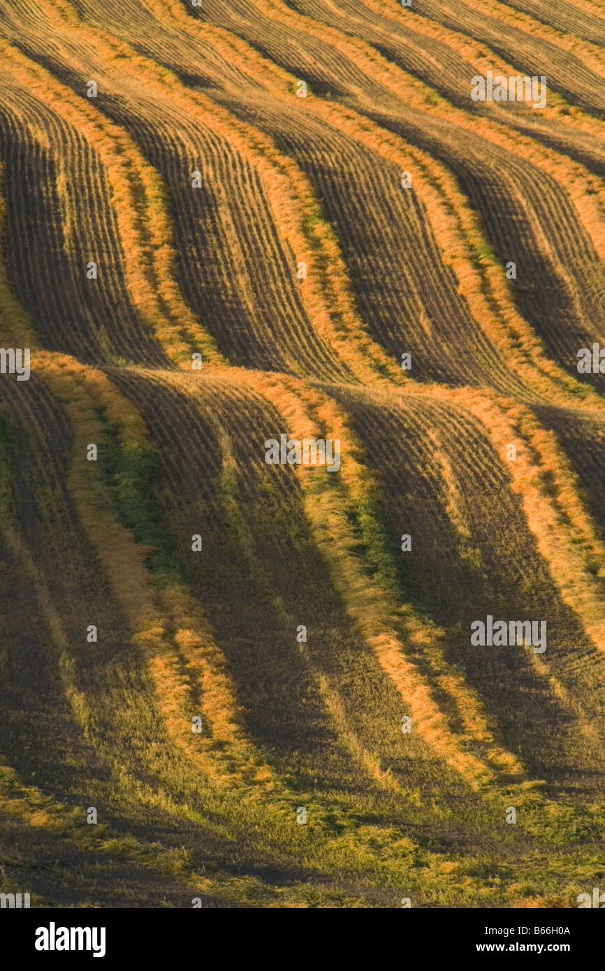 Palouse, WA, summer, hay, rows, harvested Stock Photo - Alamy