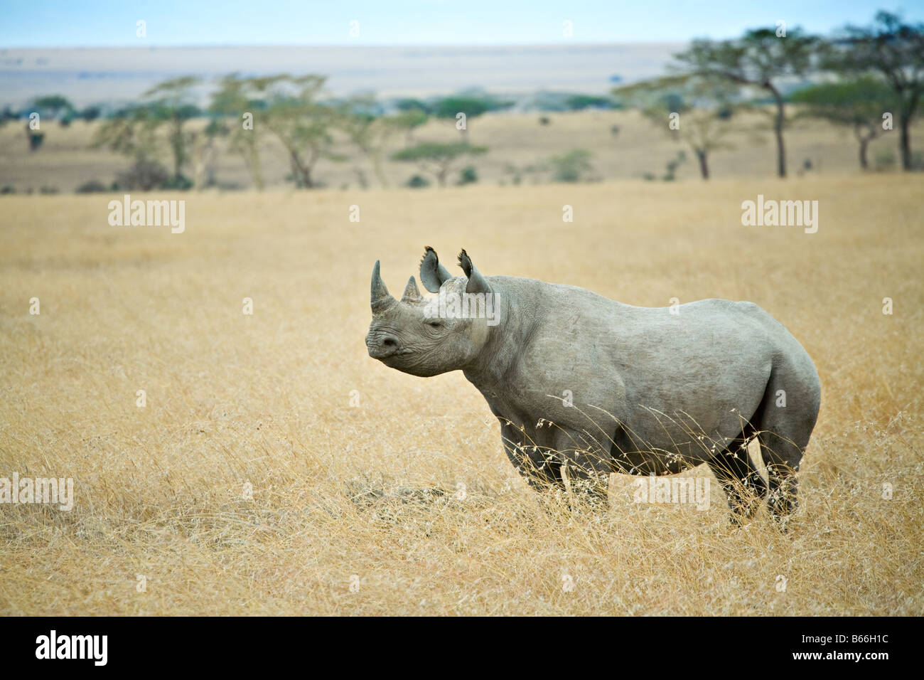 Black rhino (Diceros bicornis) in Serengeti National Park near Moru ...