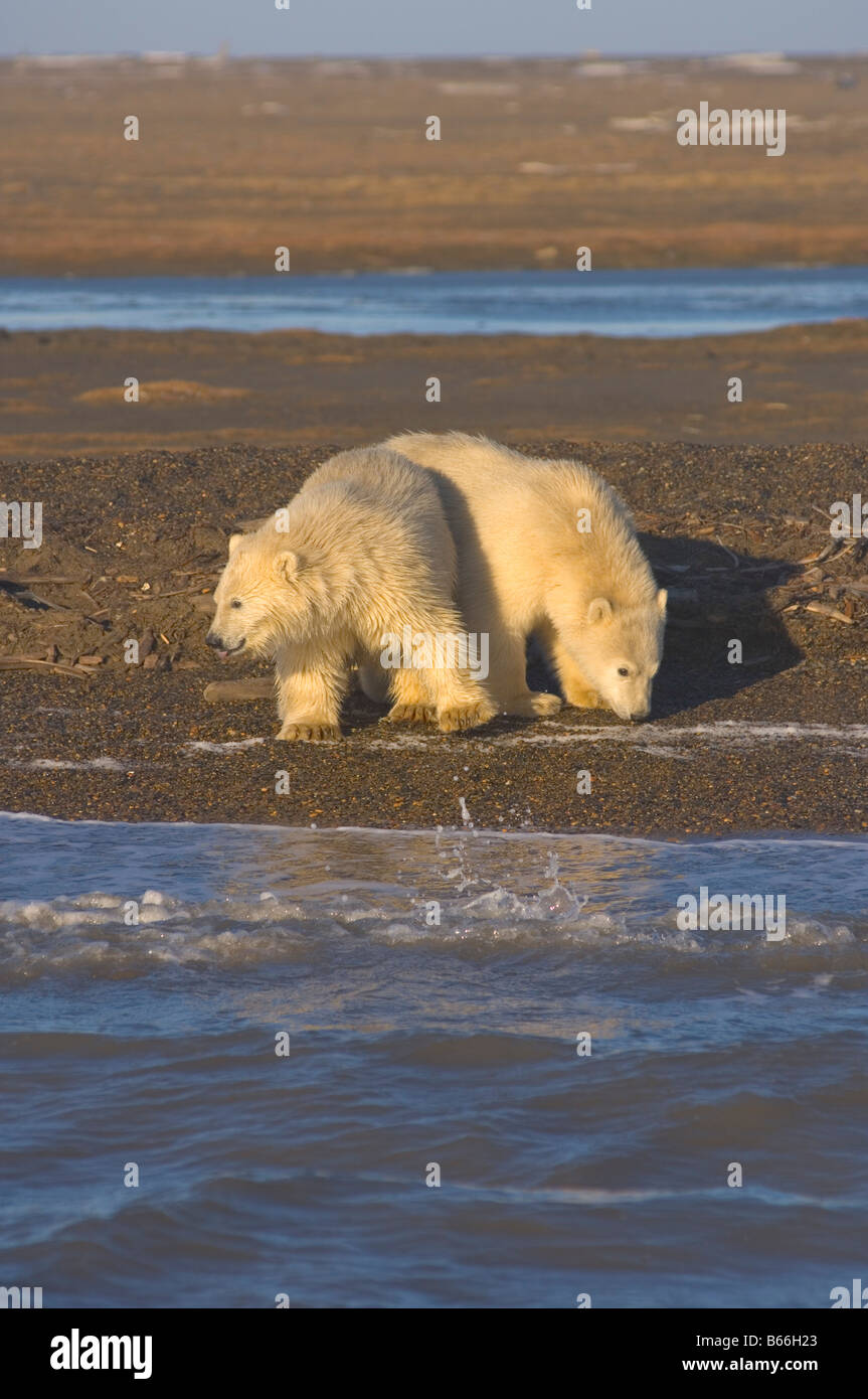 polar bears Ursus maritimus pair of spring cubs stranded along Bernard ...