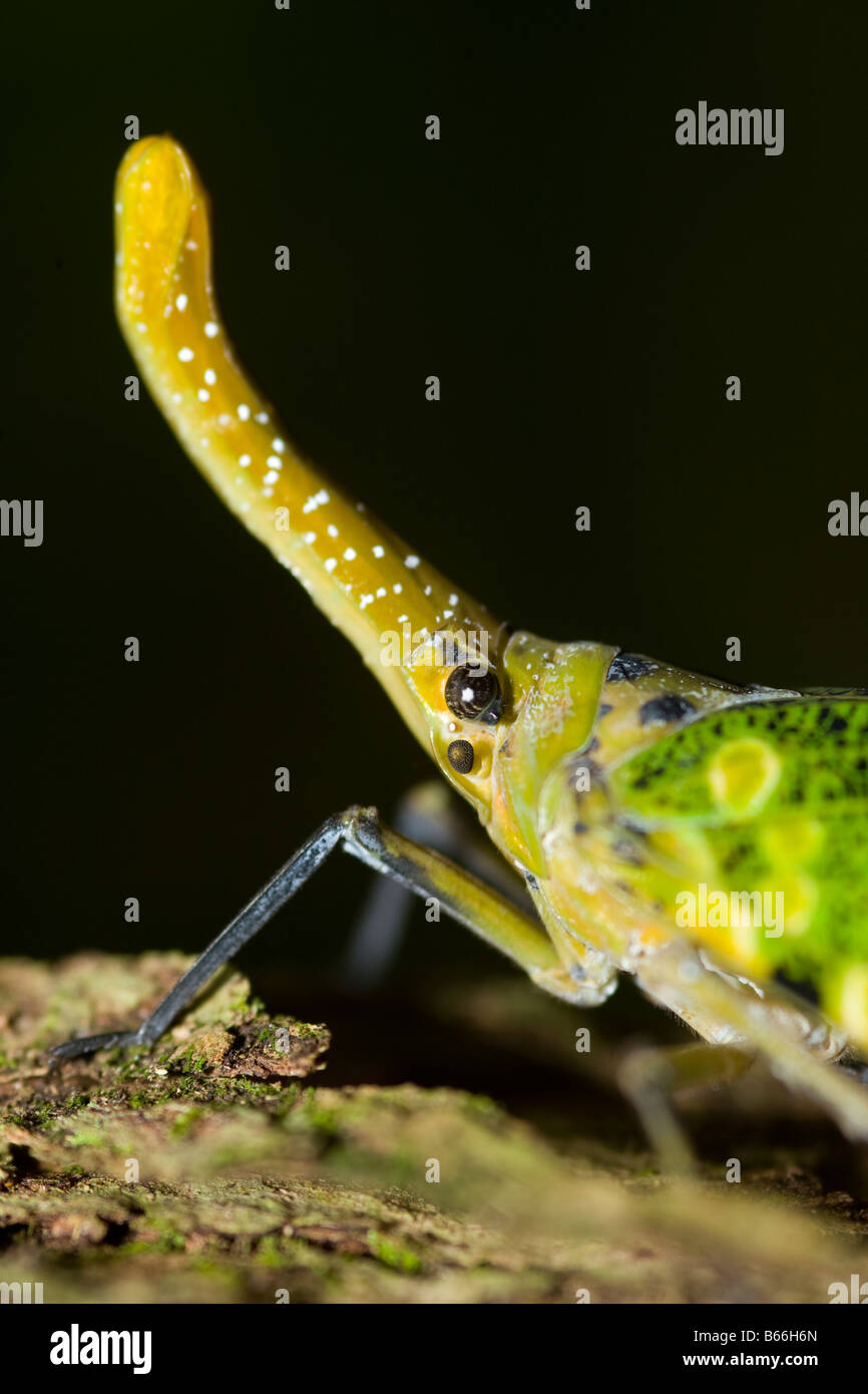Lantern Bug (Pyrops spp) - Sandakan, Sabah, Borneo, Malaysia Stock ...