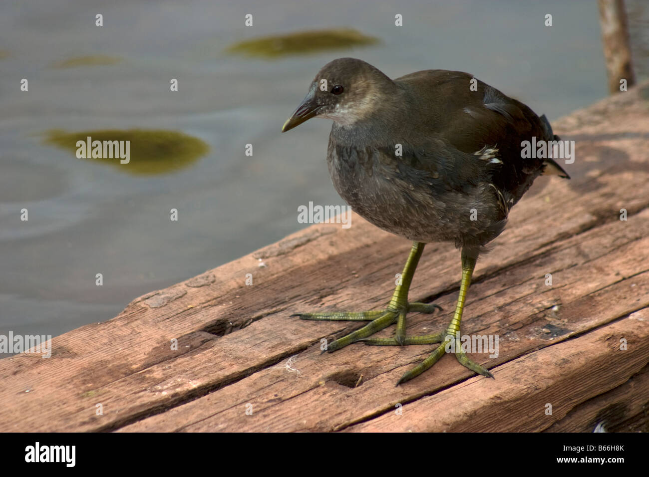 Juvenile coot hi-res stock photography and images - Alamy