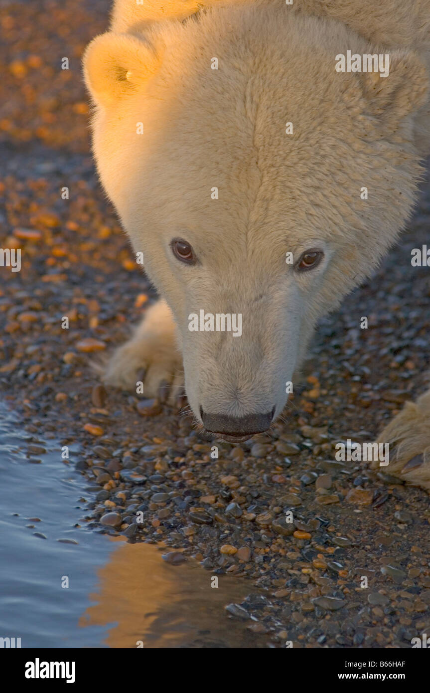 polar bears Ursus maritimus collared sow in sunset light stranded on a ...