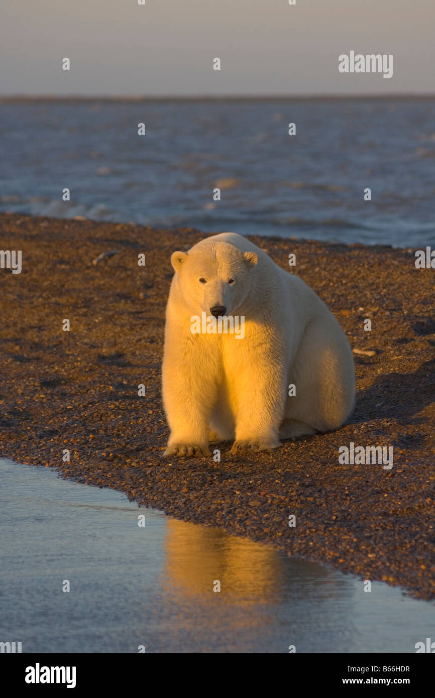 polar bears Ursus maritimus collared sow in sunset light stranded on a ...