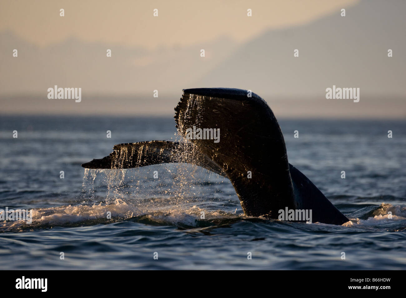 USA Alaska Humpback Whale Megaptera novaengliae raises tail while ...