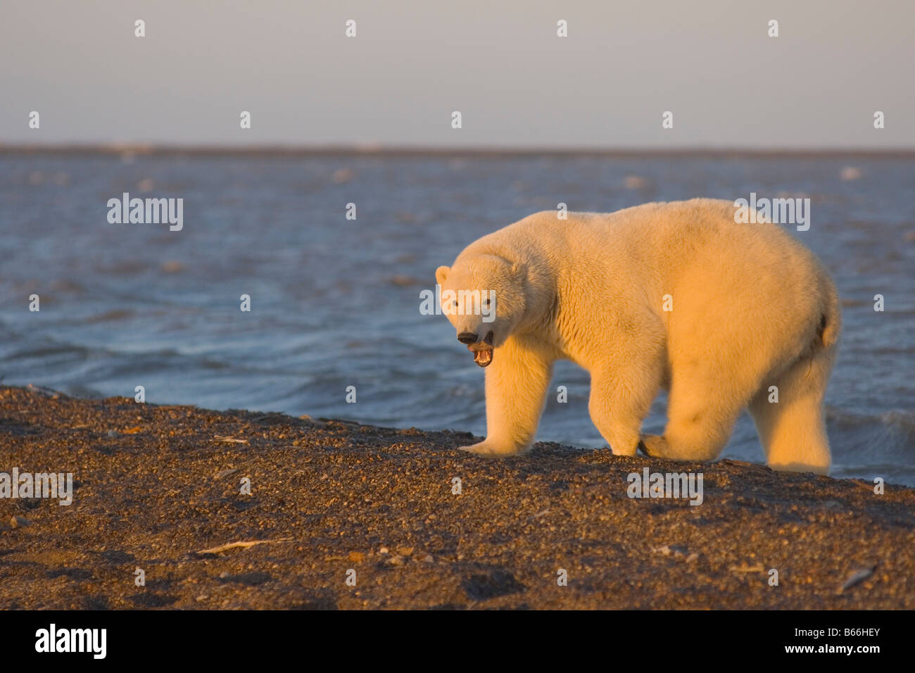 polar bears Ursus maritimus collared sow in sunset light stranded on a ...