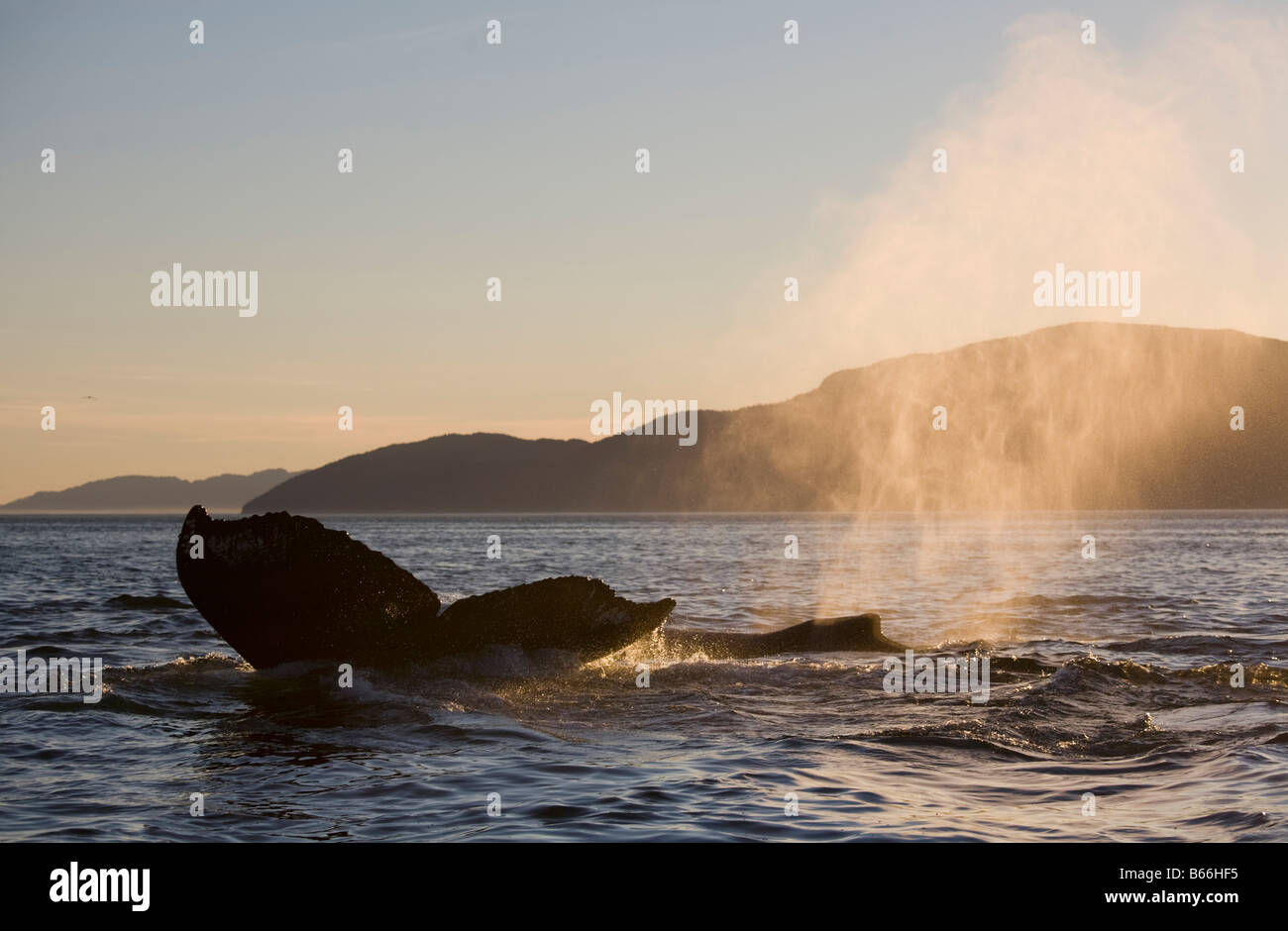 USA Alaska Humpback Whale Megaptera novaengliae raises tail while ...
