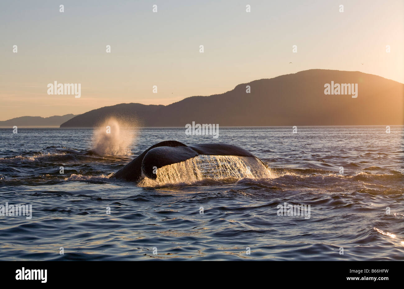 USA Alaska Humpback Whale Megaptera novaengliae raises tail while ...