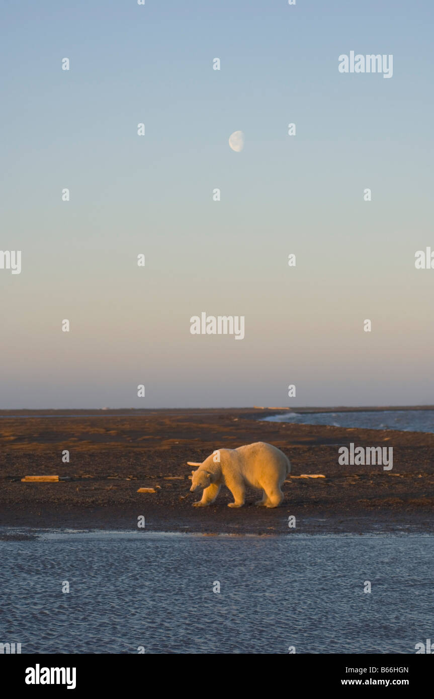 polar bear Ursus maritimus pair of sows play on Bernard Spit as they ...