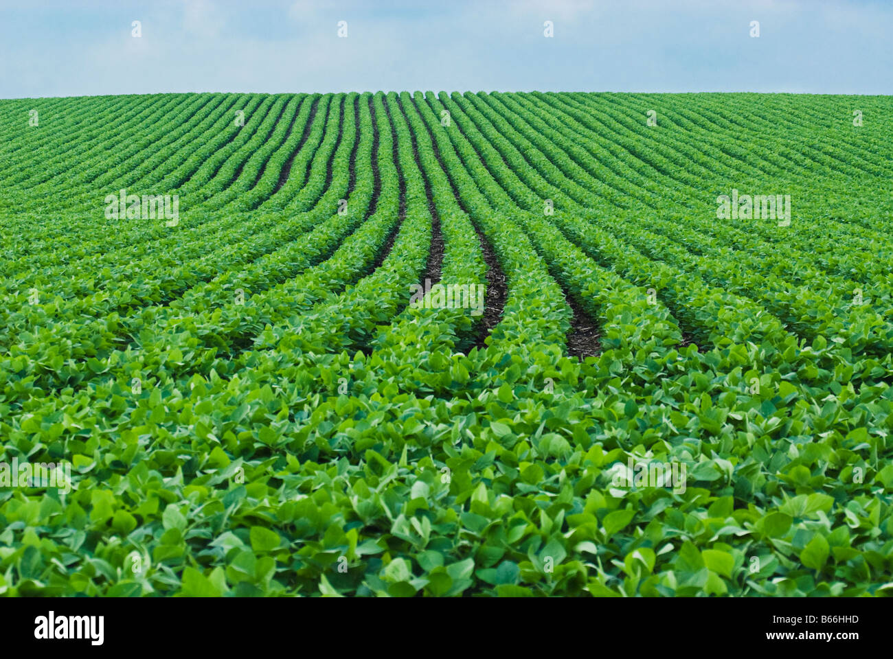USA, Illinois, Soybean field Stock Photo - Alamy
